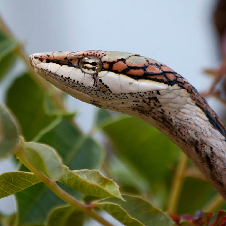 Southern Vine Snake - African Snakebite Institute