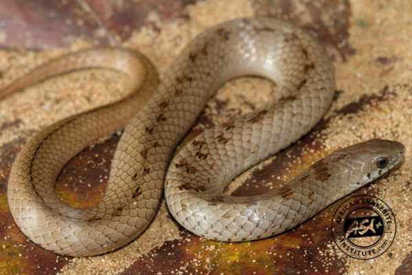 Variegated Slug-eater - African Snakebite Institute