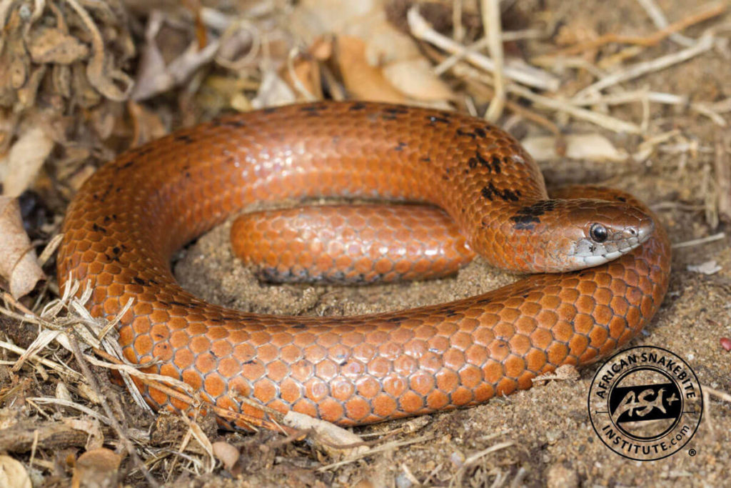 Variegated Slug-eater - African Snakebite Institute