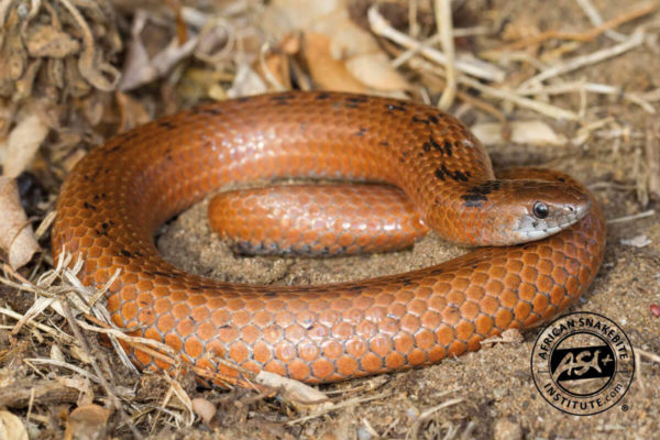 Variegated Slug-eater - African Snakebite Institute
