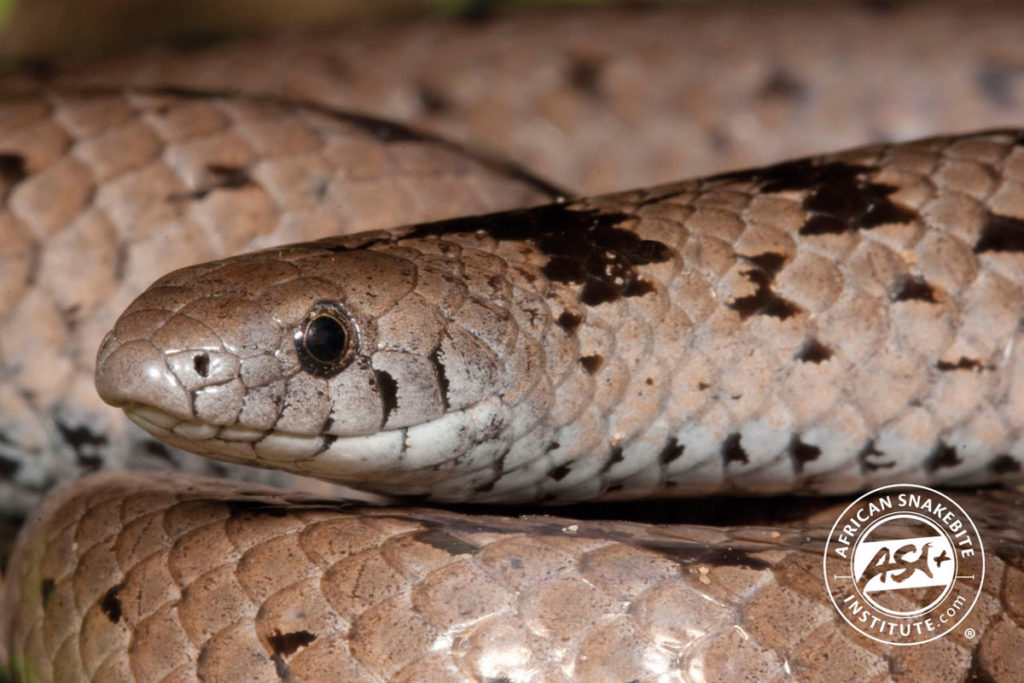 Variegated Slug-eater - African Snakebite Institute