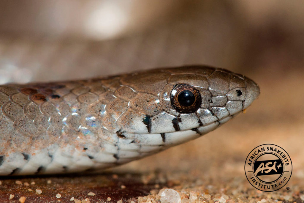 Variegated Slug-eater - African Snakebite Institute