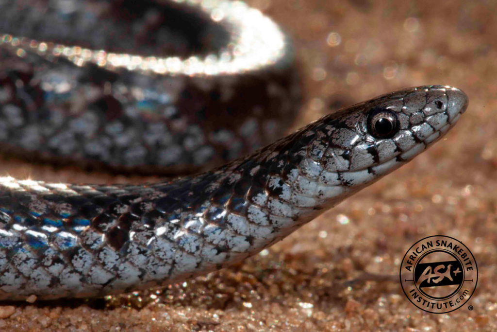 Variegated Slug-eater - African Snakebite Institute
