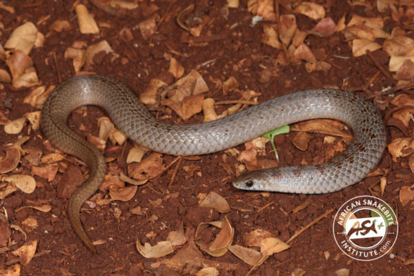 Variegated Slug-eater - African Snakebite Institute