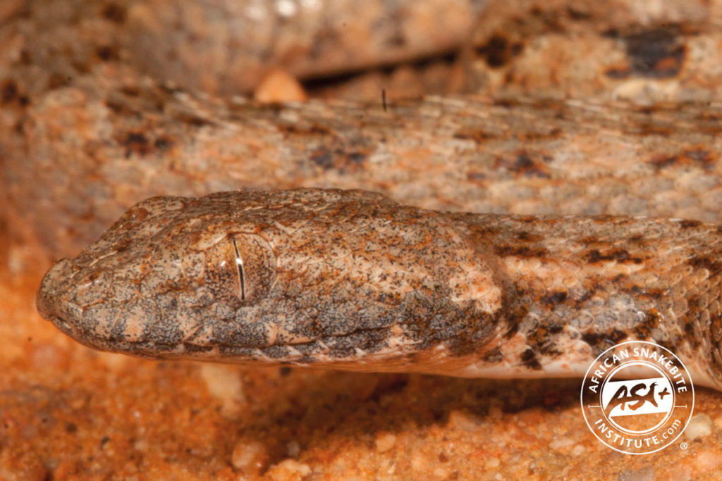 Western Keeled Snake - African Snakebite Institute
