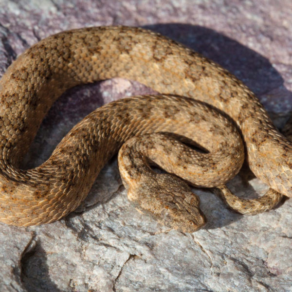 Western Keeled Snake - African Snakebite Institute