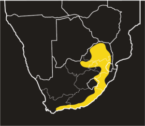 Western Natal Green Snake - African Snakebite Institute