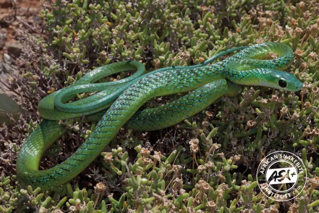 Western Natal Green Snake - African Snakebite Institute
