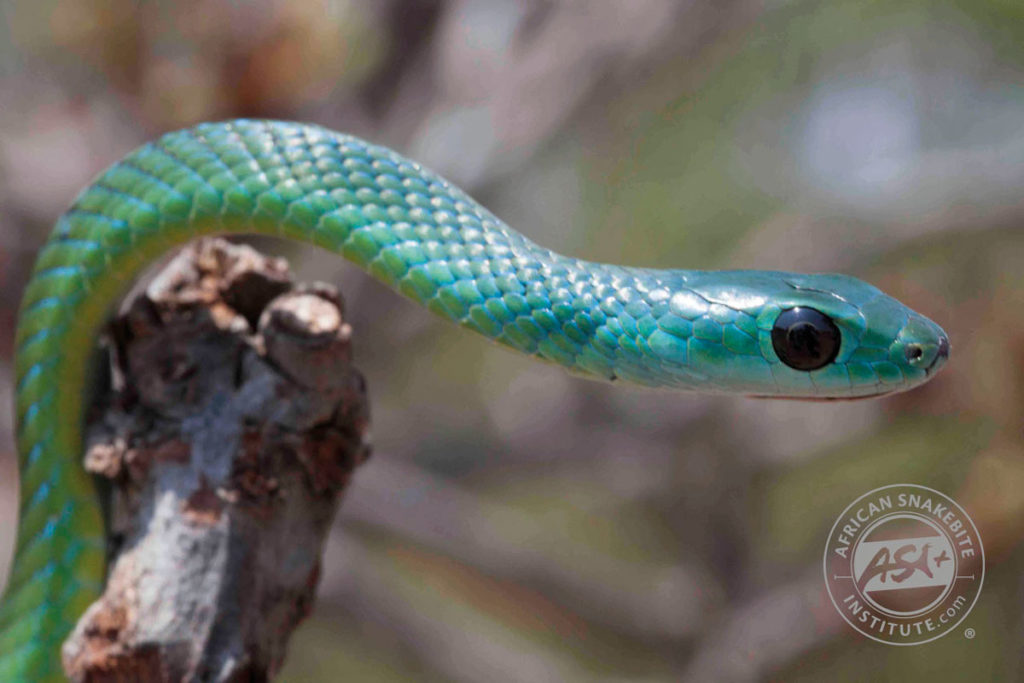 Western Natal Green Snake - African Snakebite Institute