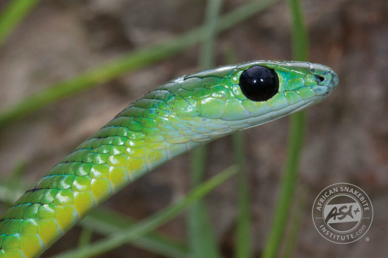 Western Natal Green Snake - African Snakebite Institute