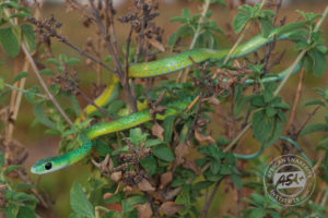 Western Natal Green Snake - African Snakebite Institute