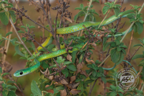 Western Natal Green Snake - African Snakebite Institute