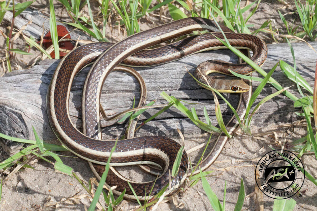 Western Yellow-bellied Sand Snake - African Snakebite Institute