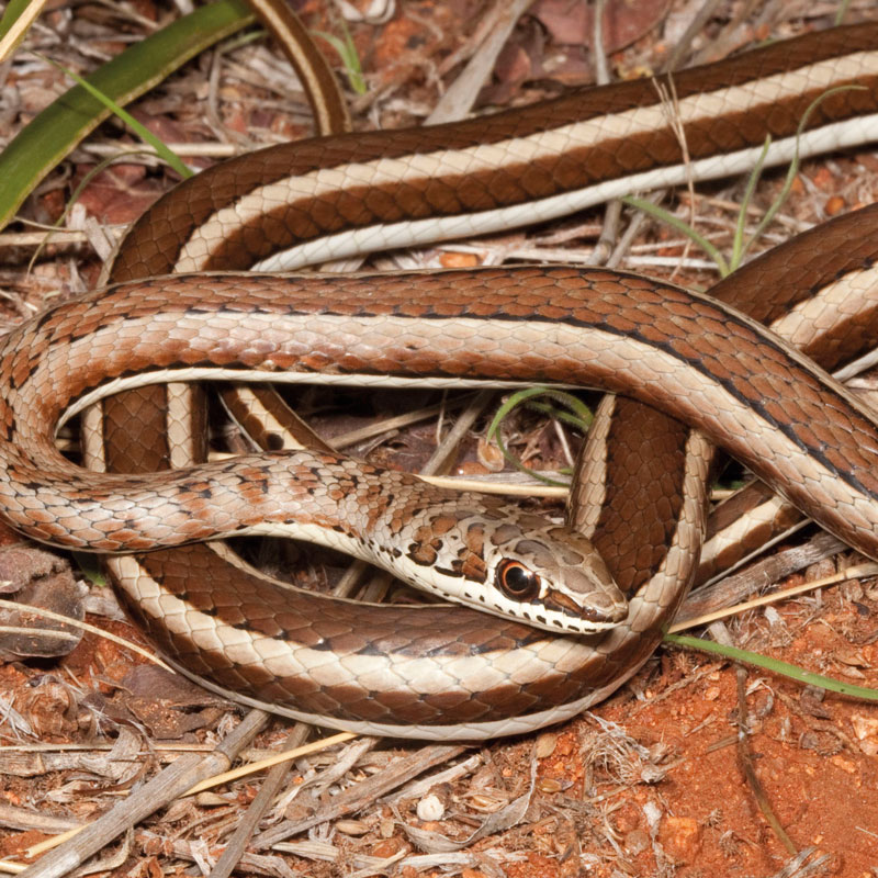Western Yellow-bellied Sand Snake - African Snakebite Institute