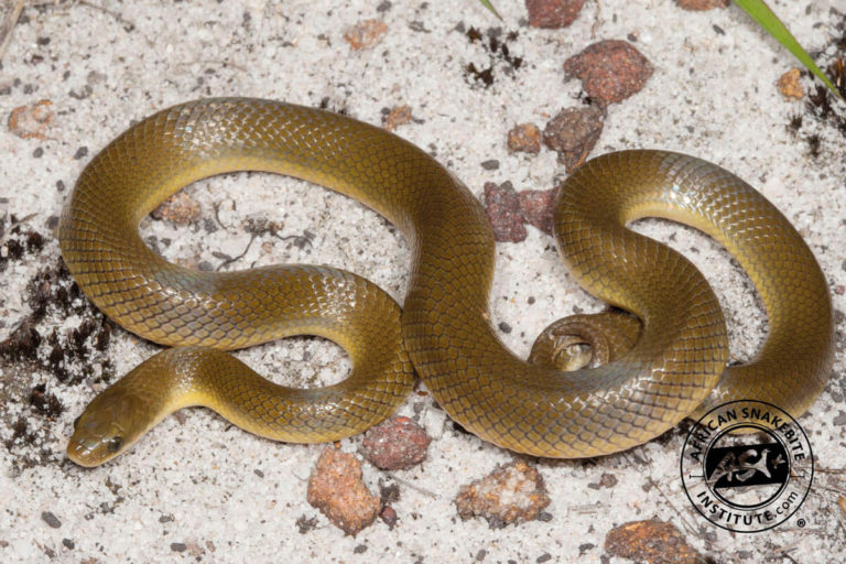 Yellow-bellied House Snake - African Snakebite Institute