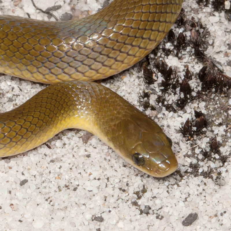 Yellow-bellied House Snake - African Snakebite Institute