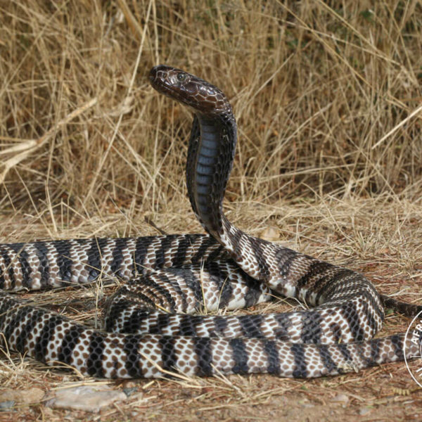 Snakes - Page 2 of 13 - African Snakebite Institute