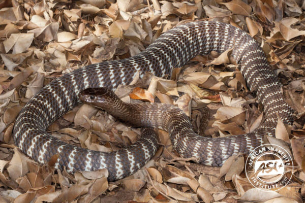 Zebra Cobra - African Snakebite Institute