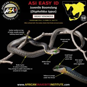 Boomslang - African Snakebite Institute