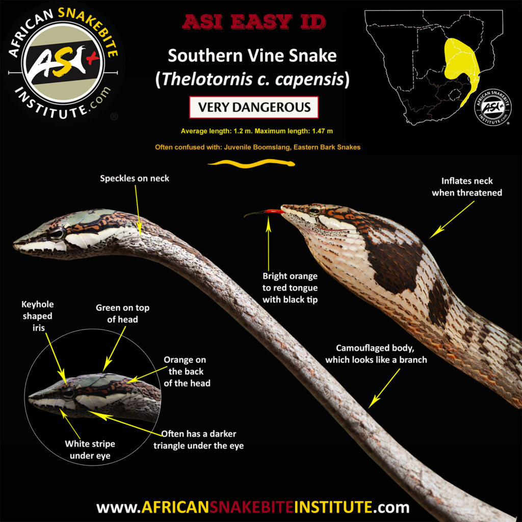 Snake Comparison - Eastern Bark Snake vs Vine Snake - African Snakebite ...