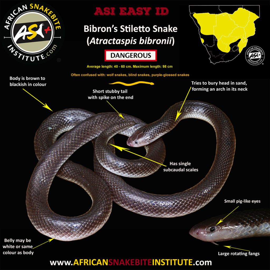 Beware of the Stiletto Snake - African Snakebite Institute
