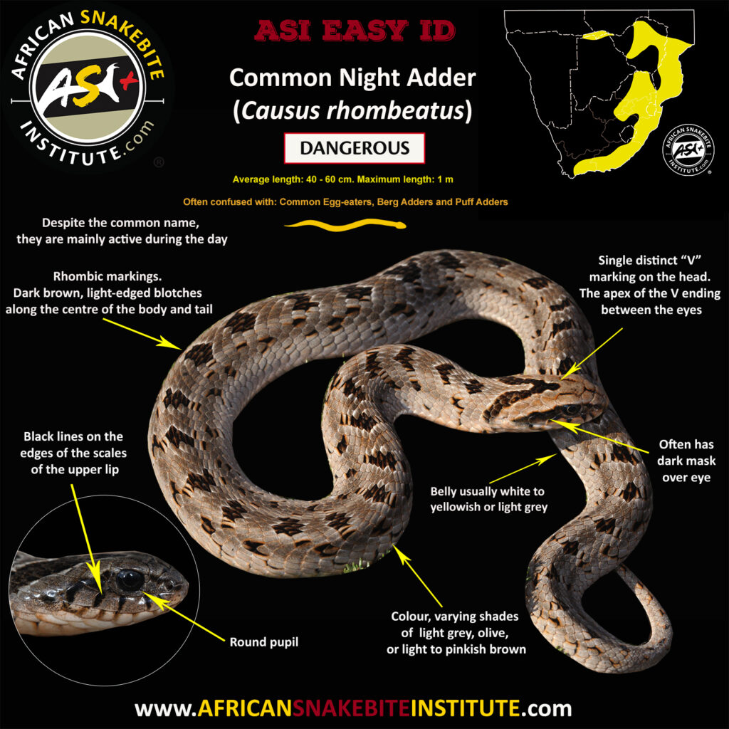 Snake Comparison - Common Night Adder vs Puff Adder - African Snakebite ...