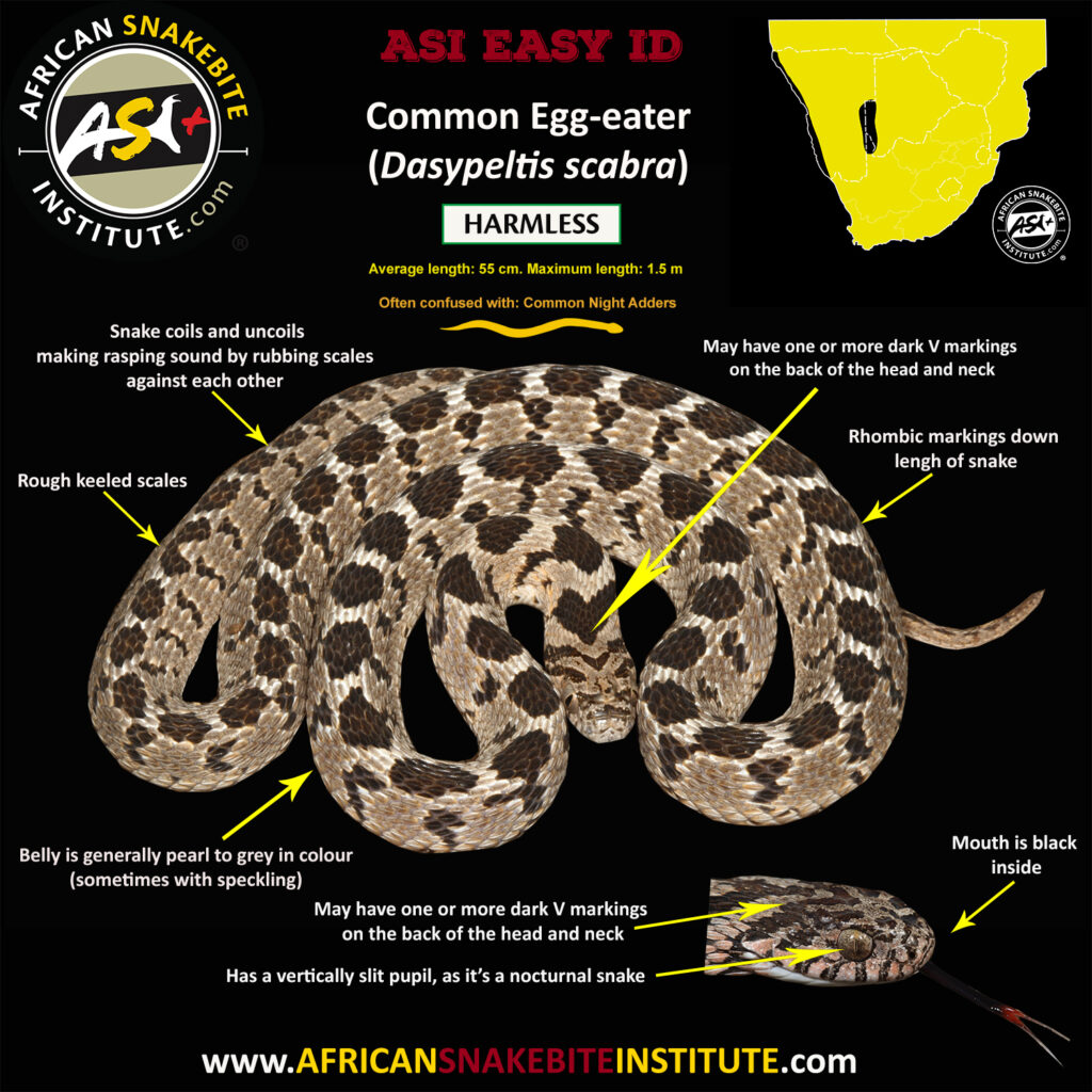 Snake Comparison - Common Egg-eater vs Common Night Adder - African ...