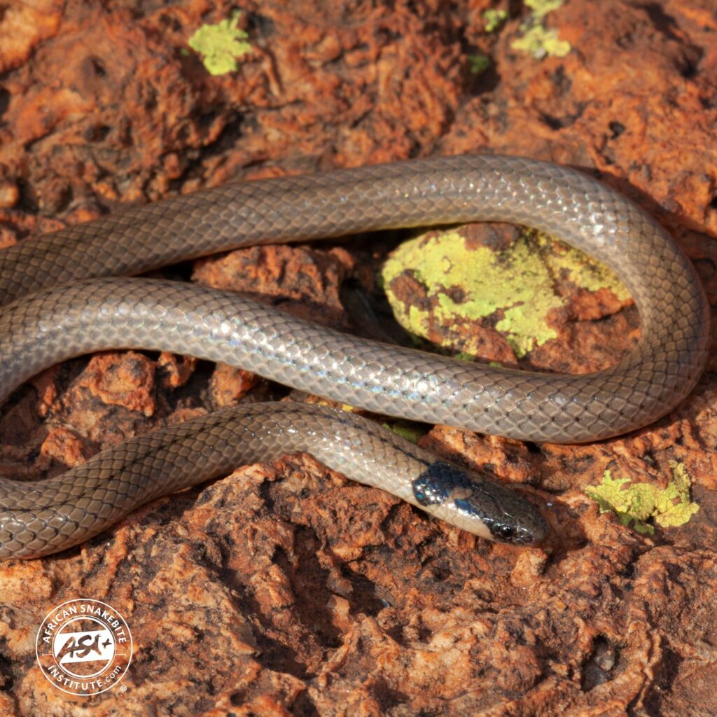 Black-headed Centipede-eater - African Snakebite Institute