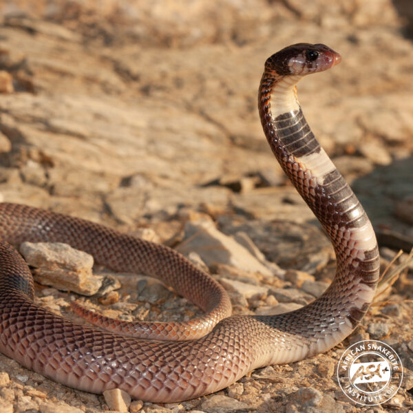 Kunene Coral Snake - African Snakebite Institute