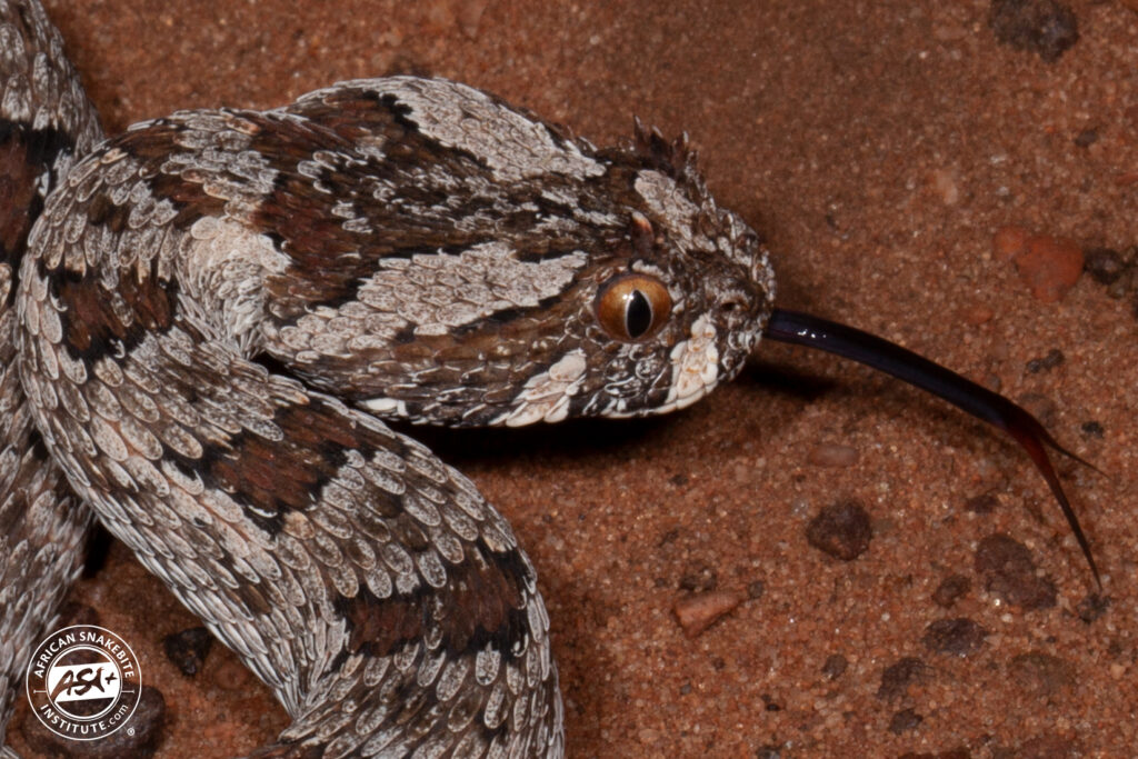 Southern Adder - African Snakebite Institute