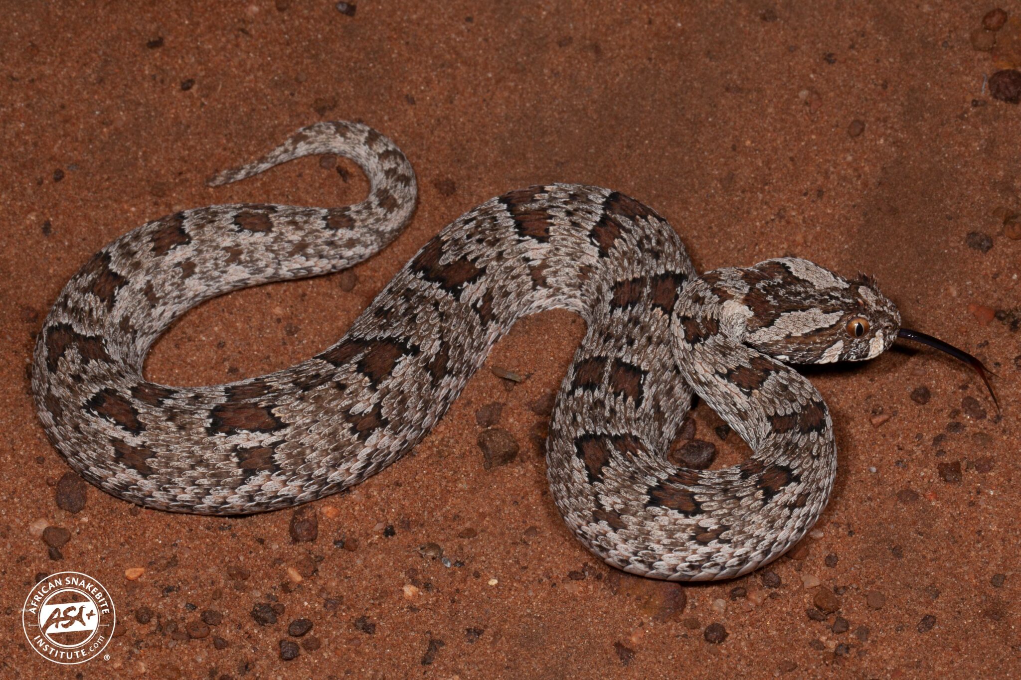 Southern Adder - African Snakebite Institute