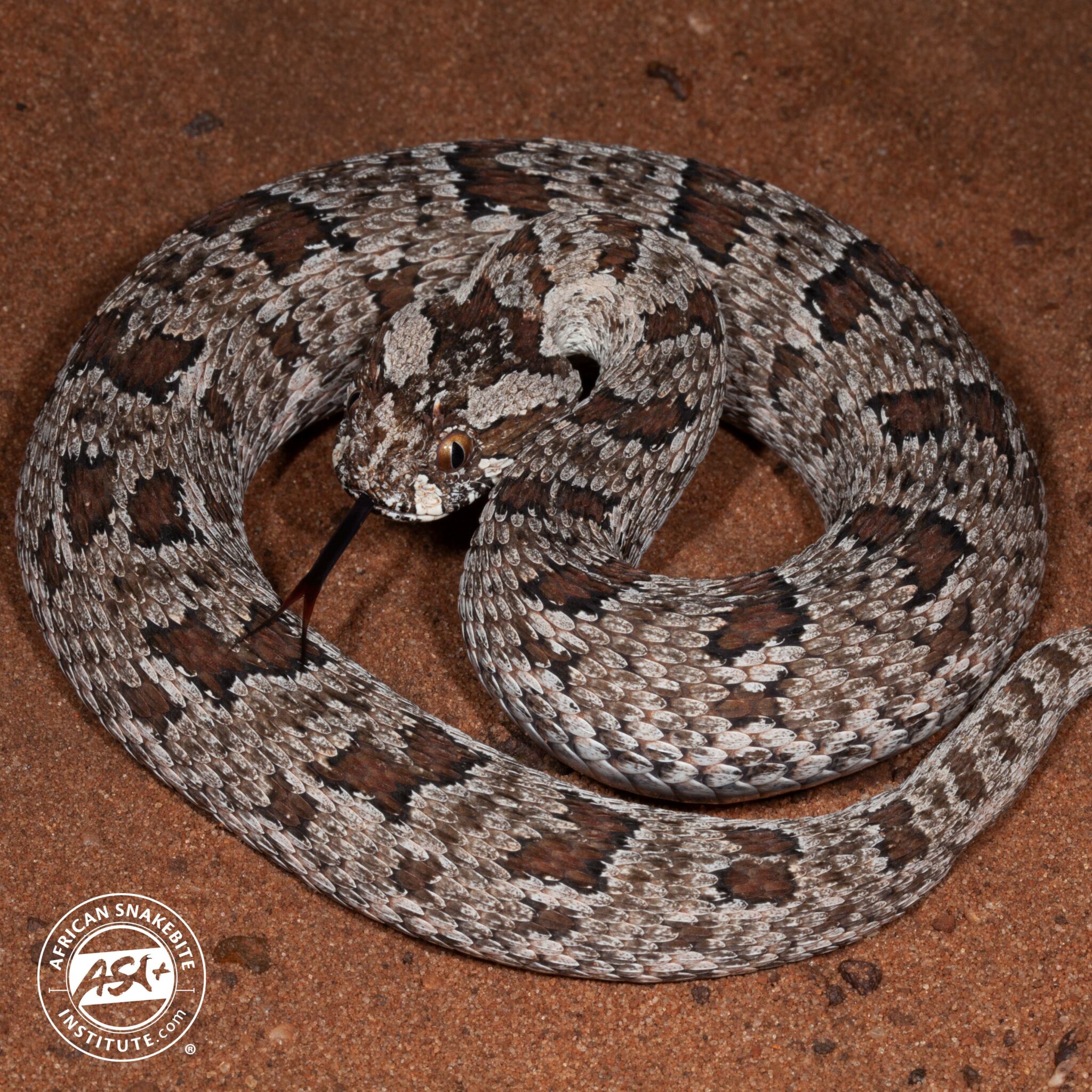 Southern Adder - African Snakebite Institute
