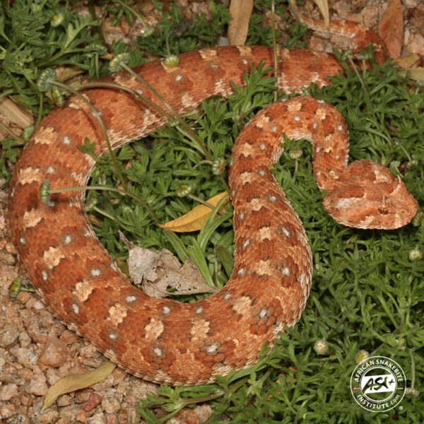 Horned Adder - African Snakebite Institute