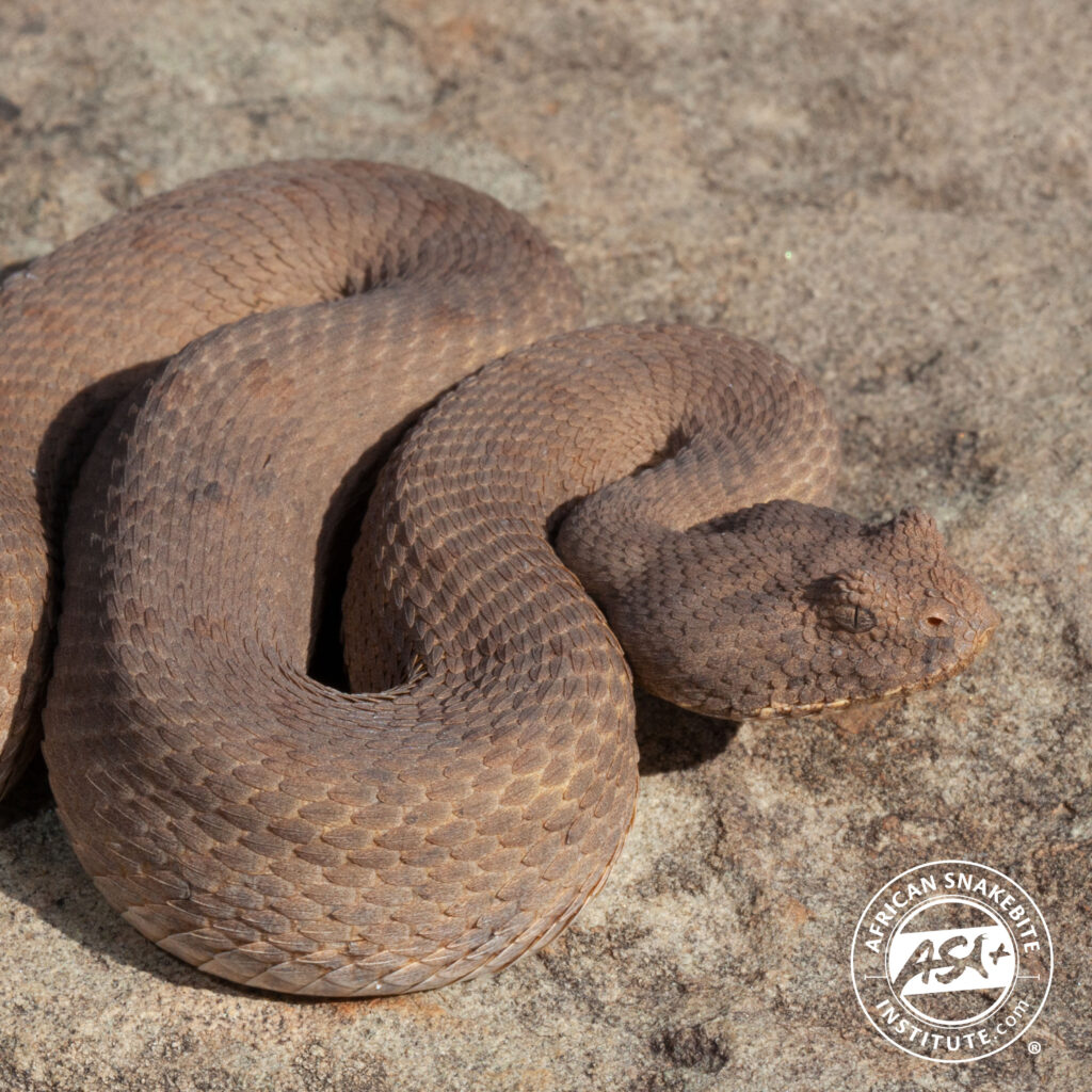 Plain Mountain Adder - African Snakebite Institute