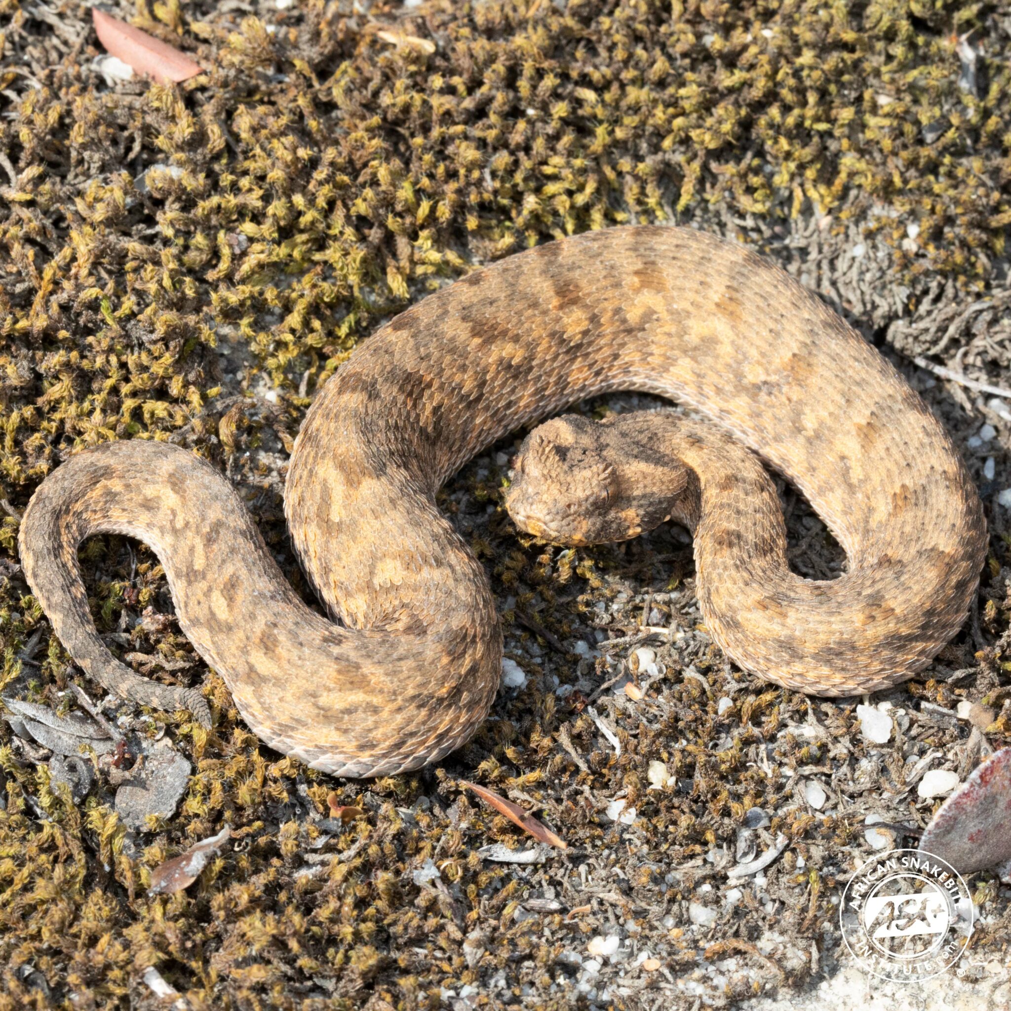Red Adder - African Snakebite Institute