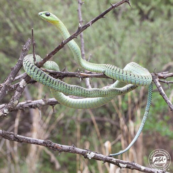 Boomslang - African Snakebite Institute