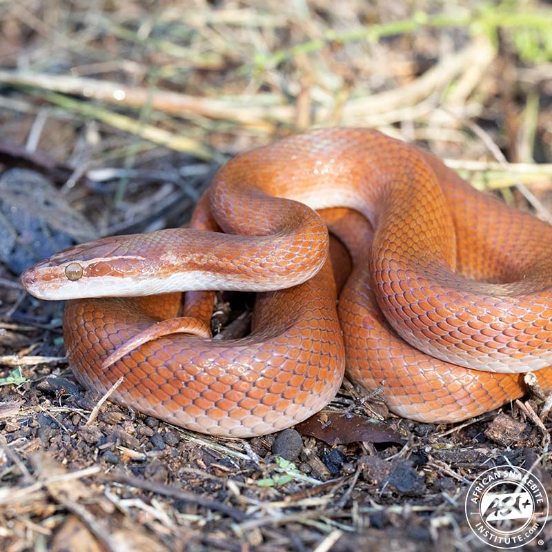 Brown House Snake - African Snakebite Institute