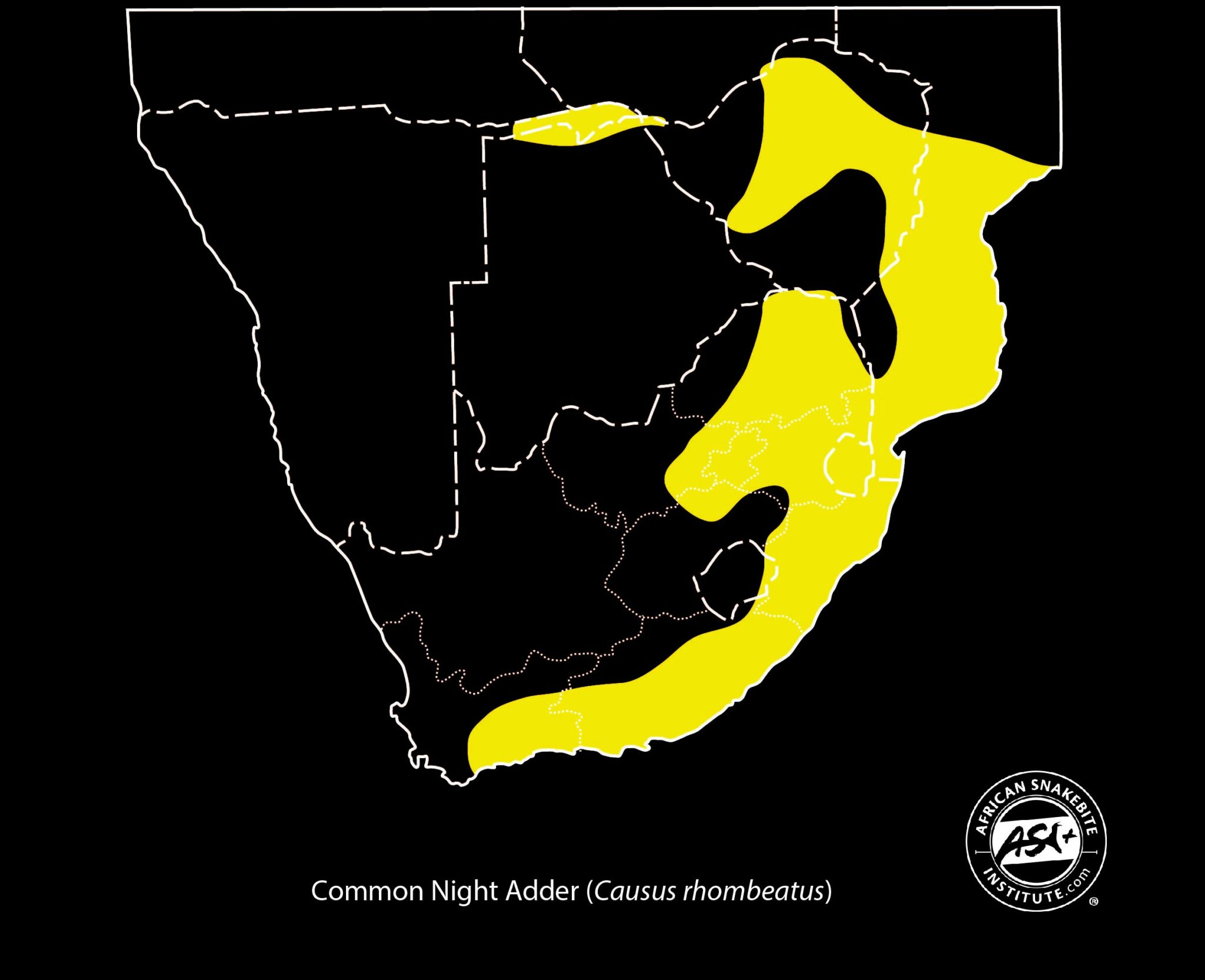 Common Night Adder - African Snakebite Institute