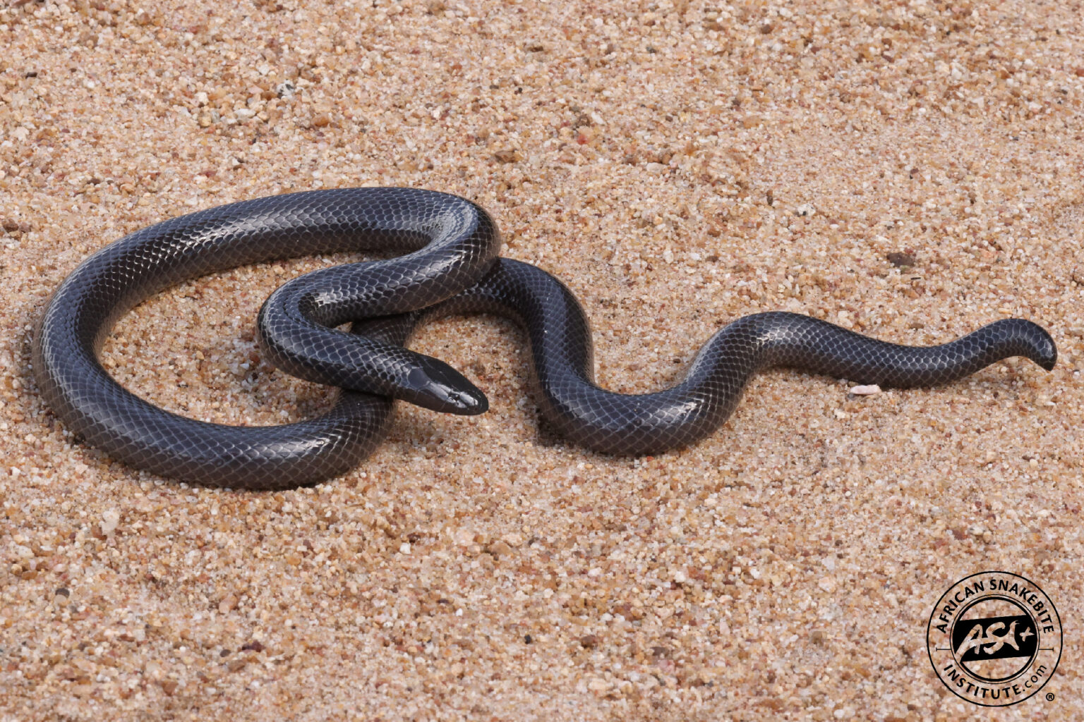 Common Purple-glossed Snake - African Snakebite Institute