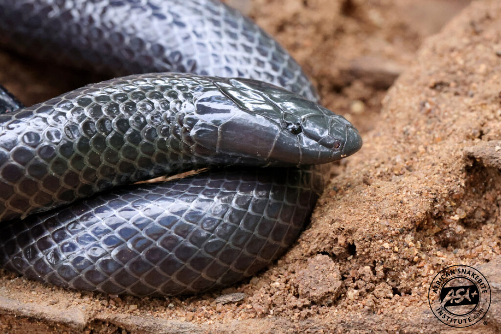 Common Purple-glossed Snake - African Snakebite Institute