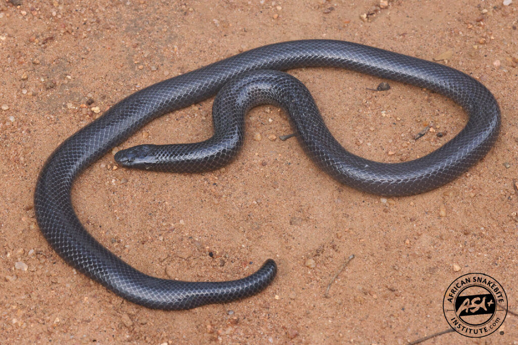 Common Purple-glossed Snake - Africa - African Snakebite Institute