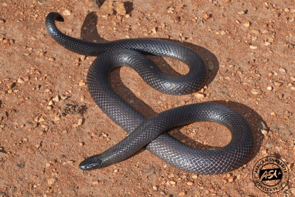 Common Purple-glossed Snake - African Snakebite Institute