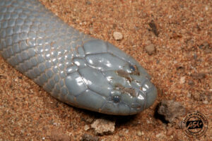 Common Purple-glossed Snake - African Snakebite Institute