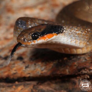 Herald or Red-lipped Snake - African Snakebite Institute