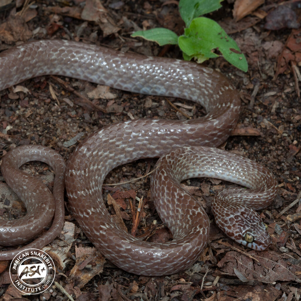 Marbled Tree Snake - African Snakebite Institute
