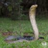 Brown Forest Cobra - African Snakebite Institute