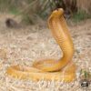 Cape Cobra - African Snakebite Institute