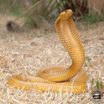 Cape Cobra - African Snakebite Institute