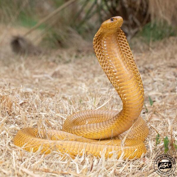 Cape Cobra - African Snakebite Institute