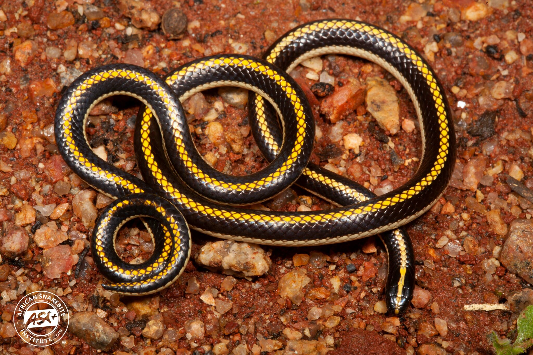 Striped Harlequin Snake - African Snakebite Institute